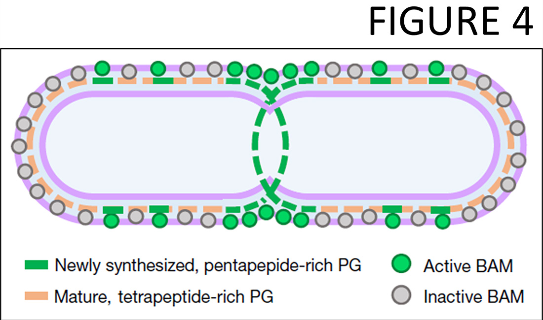 Professor Waldemar Vollmer | Bacterial cell wall - Institute for Molecular Bioscience ...